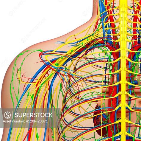 Image result for What Is a Shoulder Button Computer