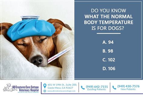 Image result for Dogs Normal Temp