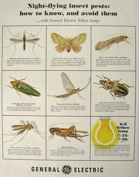 Image result for Insect Identification Book