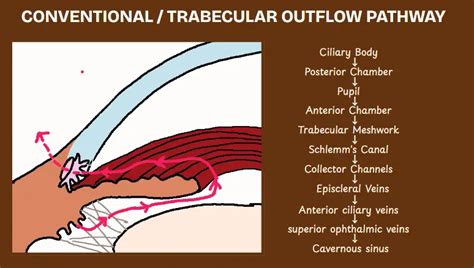 Image result for Aqueous Humor Outflow