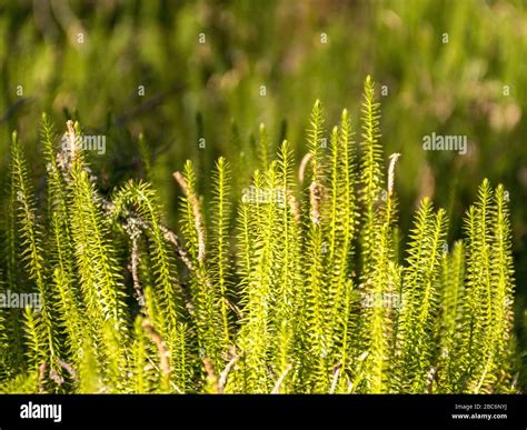 Image result for Swamp Grass Texture Minecraft