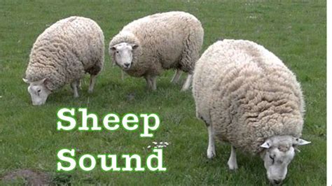Image result for Sheep Sound Effect