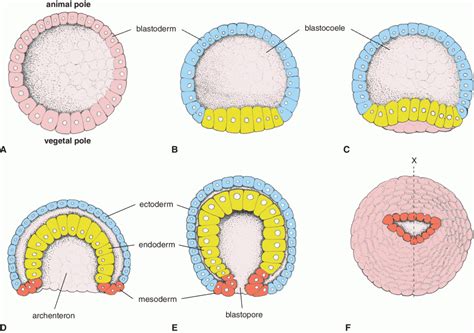 Image result for Blastula Development