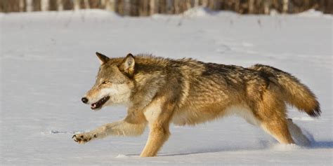 Image result for How Fast Can a Wolf Run