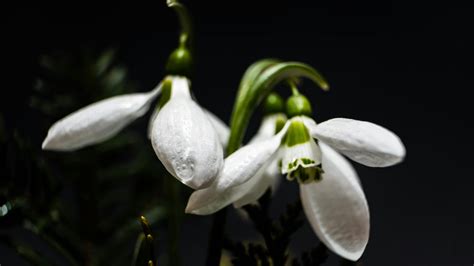 Image result for Snowdrop Pictures Free