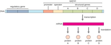 Image result for Structure of an Operon