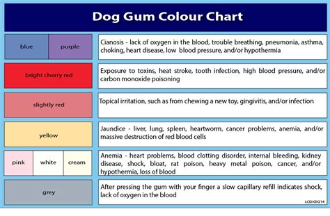 Image result for Normal Dog Gum Color