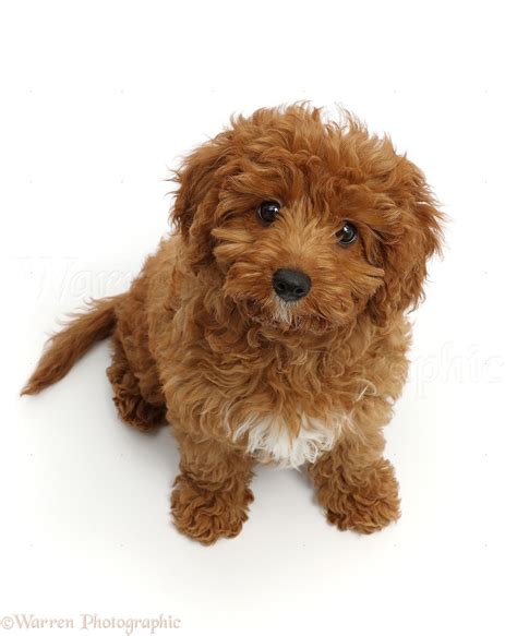 Image result for Red Cavapoo Long Hair