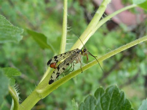 Image result for Flying Cricket Insect