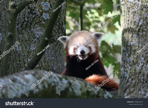 Image result for Sneezing Panda Exploding