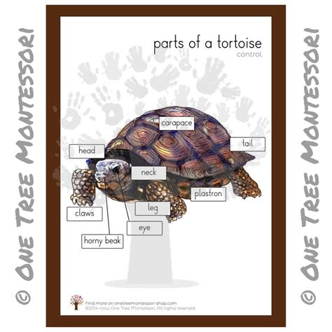 Image result for Tortoise Body Parts