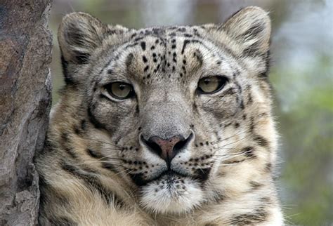 Image result for Snow Leopard Front View