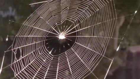 Image result for Time-Lapse Spider Making Web