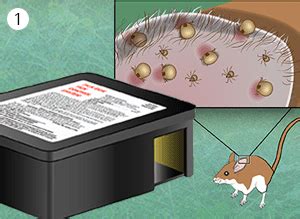 Image result for Tick Control Services Tick Box