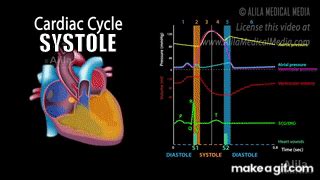 The Cardiac Cycle, Animation on Make a GIF