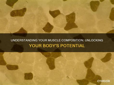 Image result for Body Composition Muscle