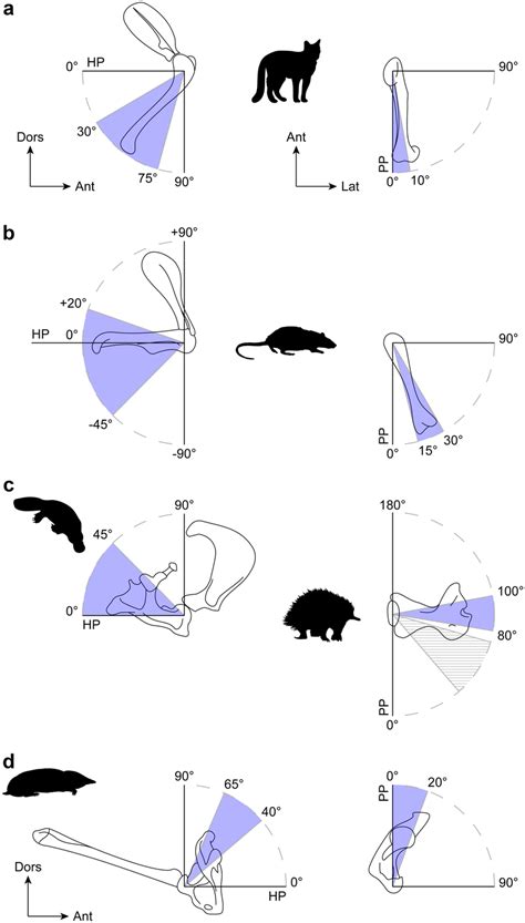 Image result for Excursion Anatomy