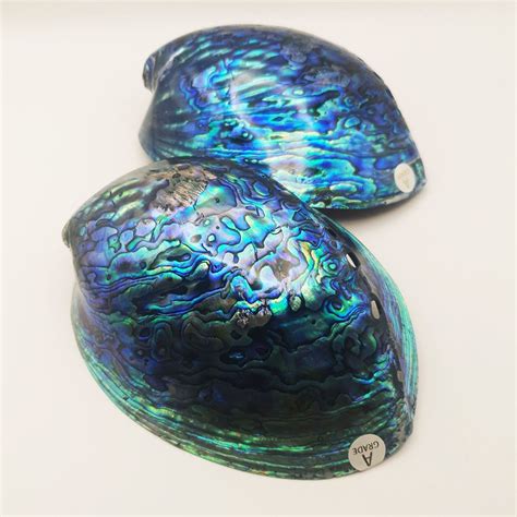 Image result for How to Polish Paua Shells