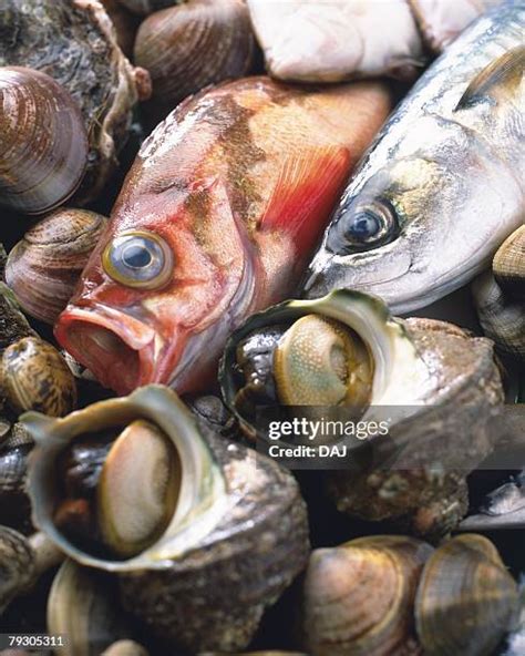 Image result for Shellfish Food