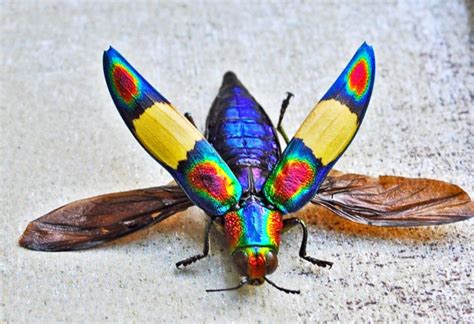 Image result for Colorful Bugs Insects