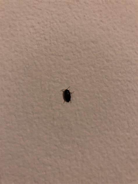 Image result for Bed Bug Identification