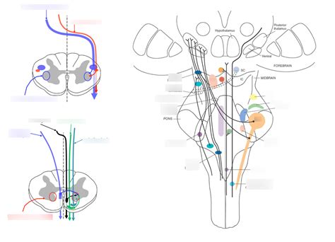 Image result for Extrapyramidal Cortex