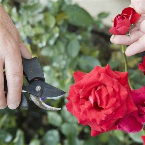 Image result for Pruning Knockout Roses for Spring