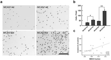 Cell transformation | PLOS One