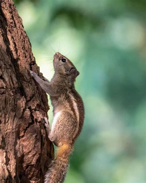 Image result for Tree Squirrel Habitat