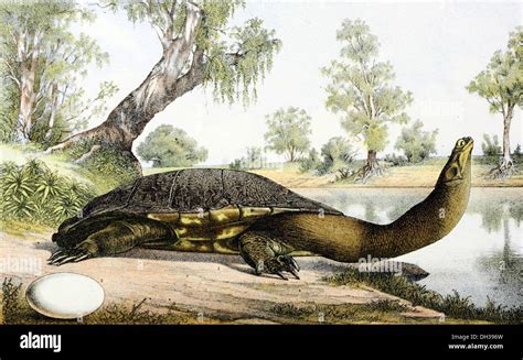 Image result for Long Neck Turtle