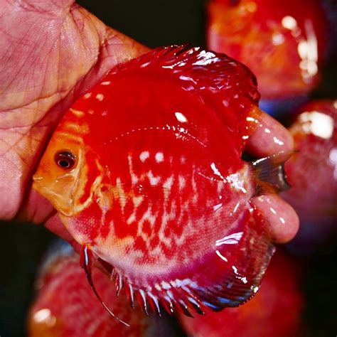 Image result for Red Rafflesia Discus