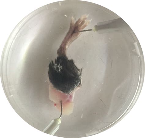 Image result for Mouse Brain Dissection