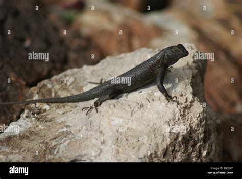 Image result for Lizard Feet