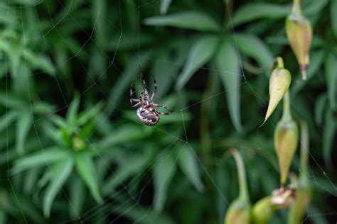 Image result for Time-Lapse Spider Making Web