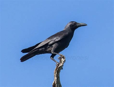 Image result for Crow Types