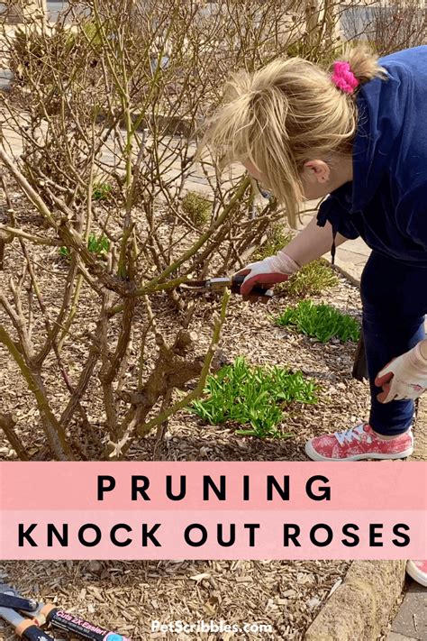 Image result for Pruning Knockout Roses for Spring