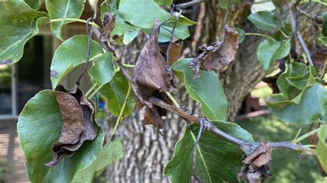 Image result for Pear Tree Trellis Rust