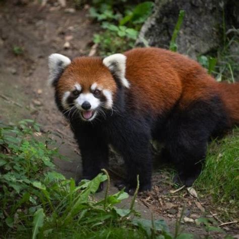 Image result for Red Panda Call