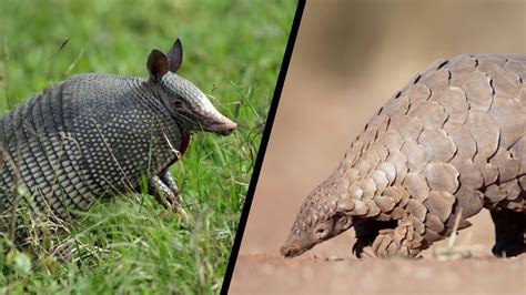 Image result for Python vs Armadillo