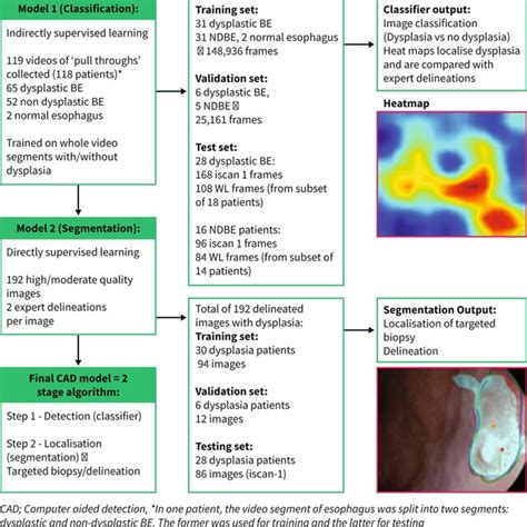 Image result for Classification Breakdown