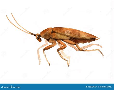 Image result for Profile Pic Cockroach