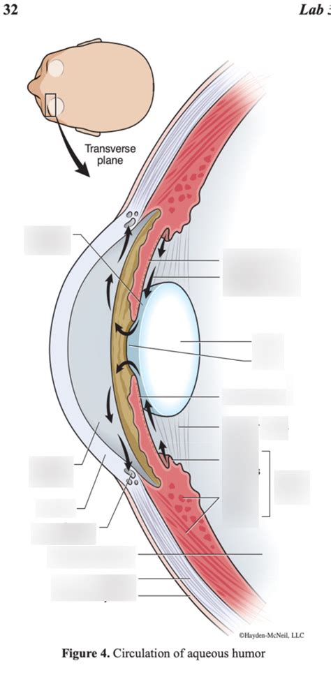 Image result for Aqueous Humor Flow