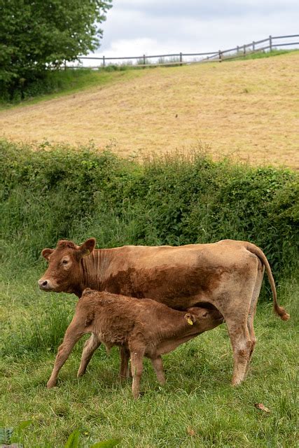 Image result for Sapi Cow