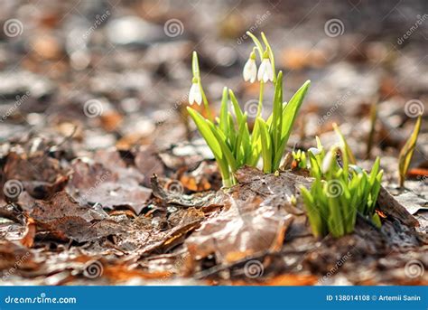 Image result for Snowdrop Early Spring Flowers