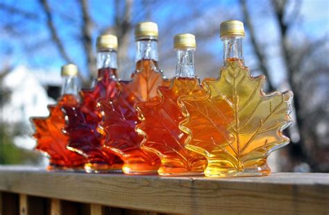 Image result for Quebec Maple Syrup Making
