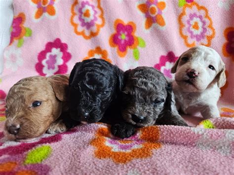 Image result for Red Cavapoo Puppies