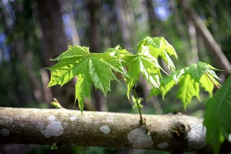 Image result for Maple Syrup Tree Leaf