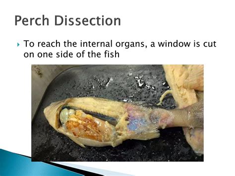 Image result for Perch Fish Dissection