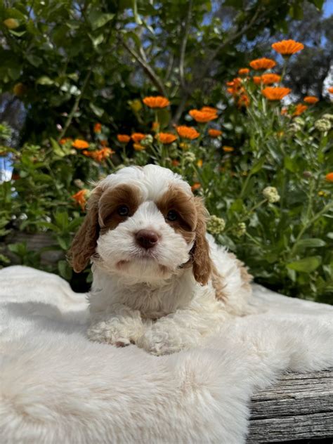 Image result for Cavapoo Eyes