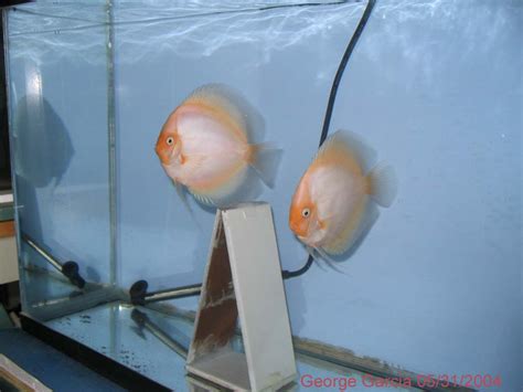Image result for Types of Discus